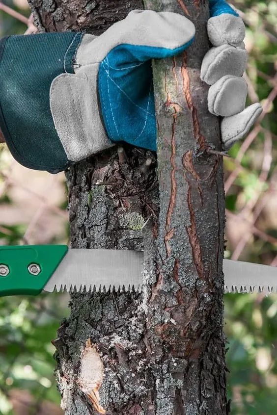 Summer Garden Plant Pruning Guide for Small Trees to Thrive - iMedia