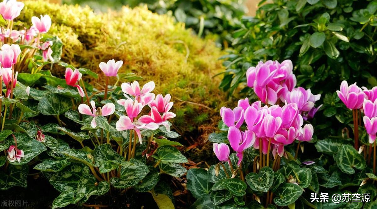 Identifying flowers and grass: do you know the beautiful and bright ...