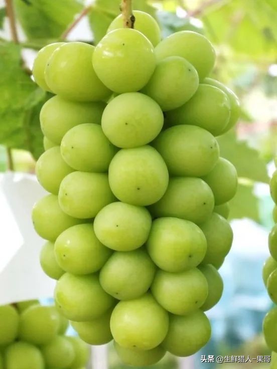 Queen Nina, romantic ruby, romantic red grape, who is the real king - iNEWS