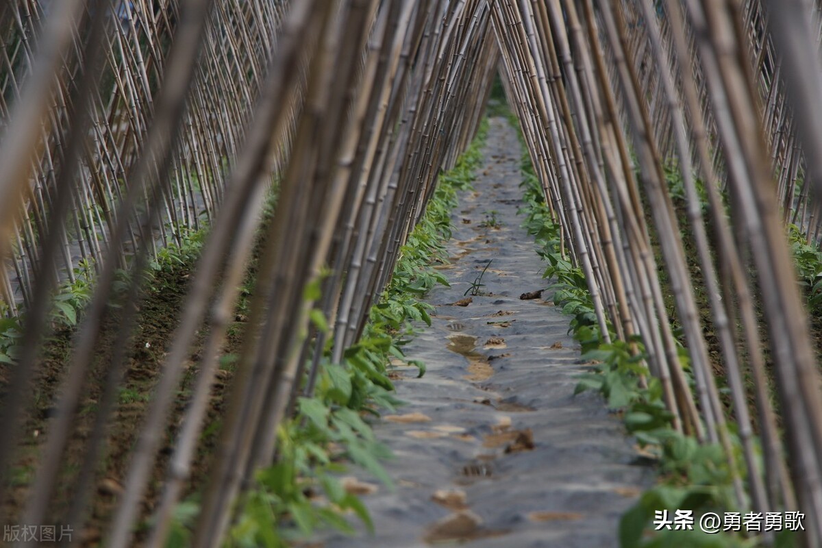 Daochang Wuwei (Thirty-seven) - iNEWS