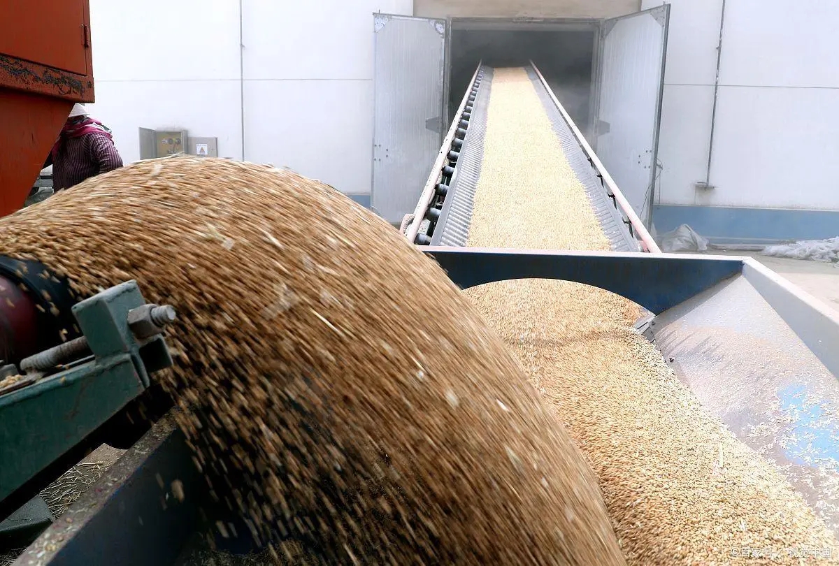 Do you know how buckwheat is dried? Buckwheat rice drying process steps ...