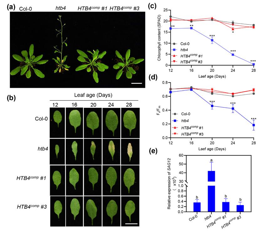 "New Phytologist"Beijing Forestry University reveals a new signaling ...
