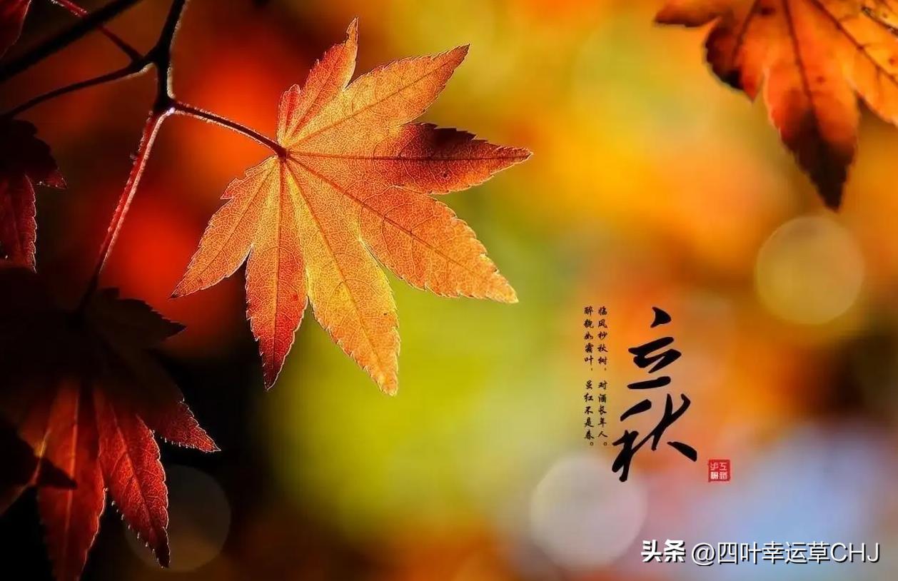 "In the middle of the night, people don't feel drunk, the lotus leaves ...