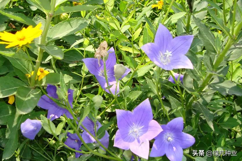 What should I do if the bellflower root is rotten? - iNEWS