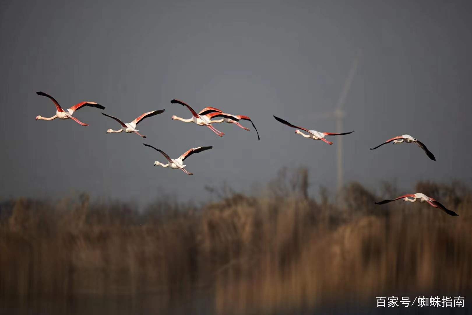 Only in winter, it's time for bird watching!Go bird watching in ...