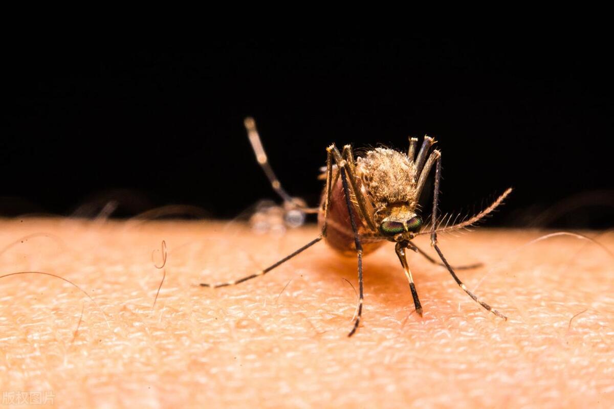 Unexpectedly, among the most dangerous pests in the world, mosquitoes ...