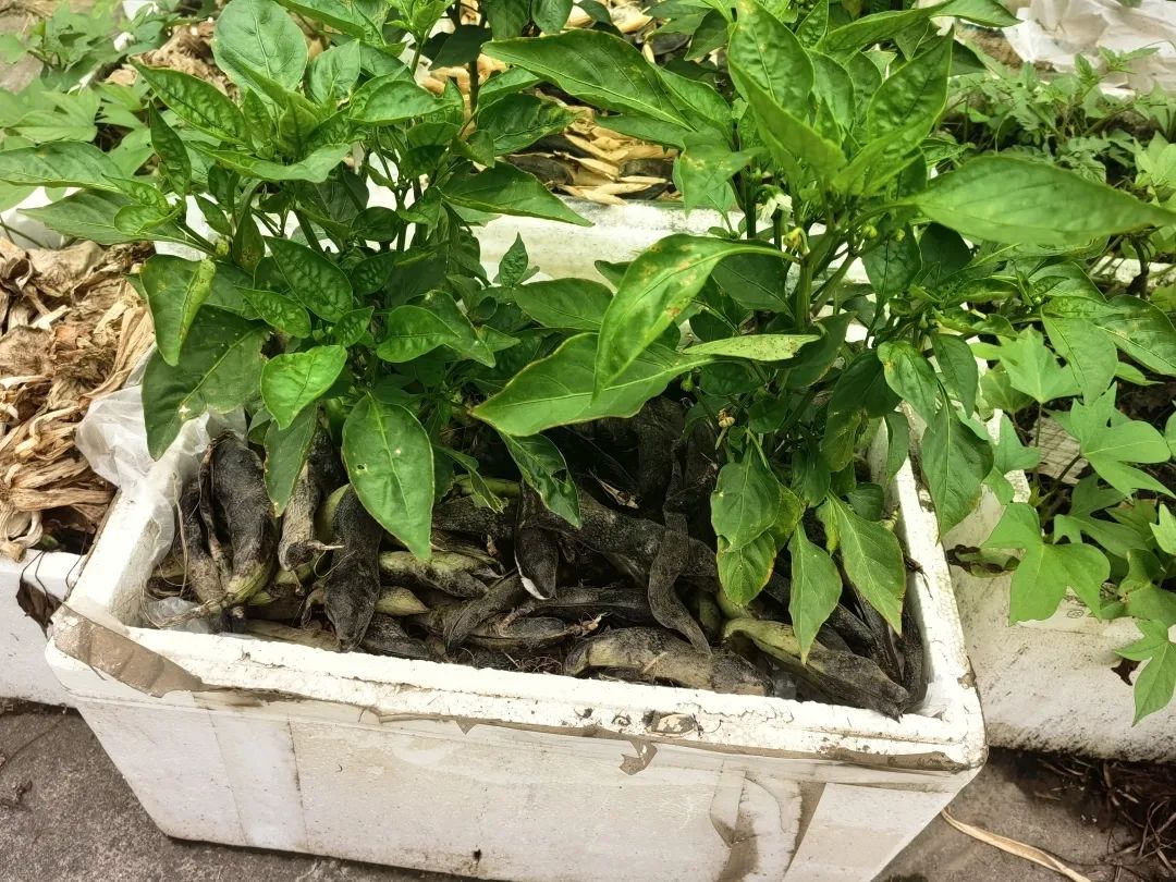 Every family is growing vegetables in foam boxes, is it really so safe ...