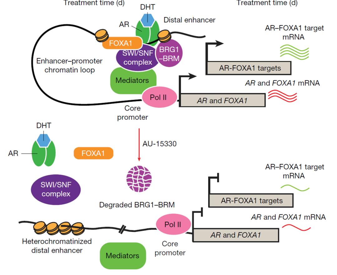 Targeting off-enhancers to treat transcription factor 'addicted' tumor ...