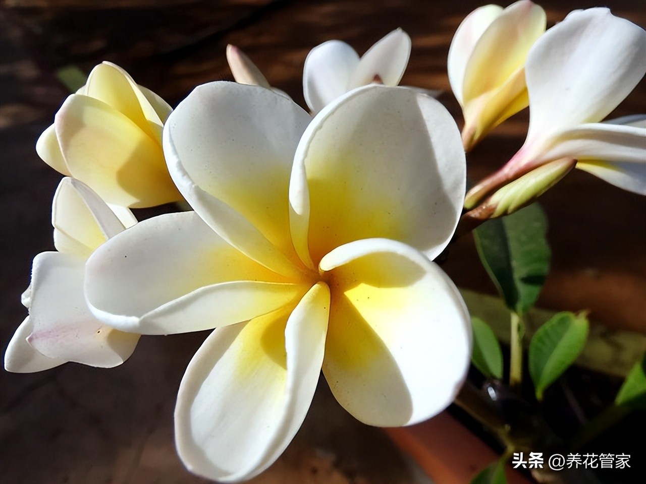 Popular Science: What color is the most authentic frangipani?Not yellow ...