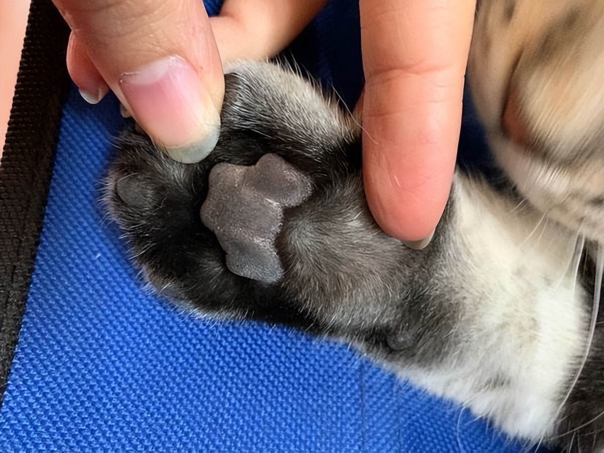 Promise me, don't hurt the cat's flesh pad, okay? - iNEWS