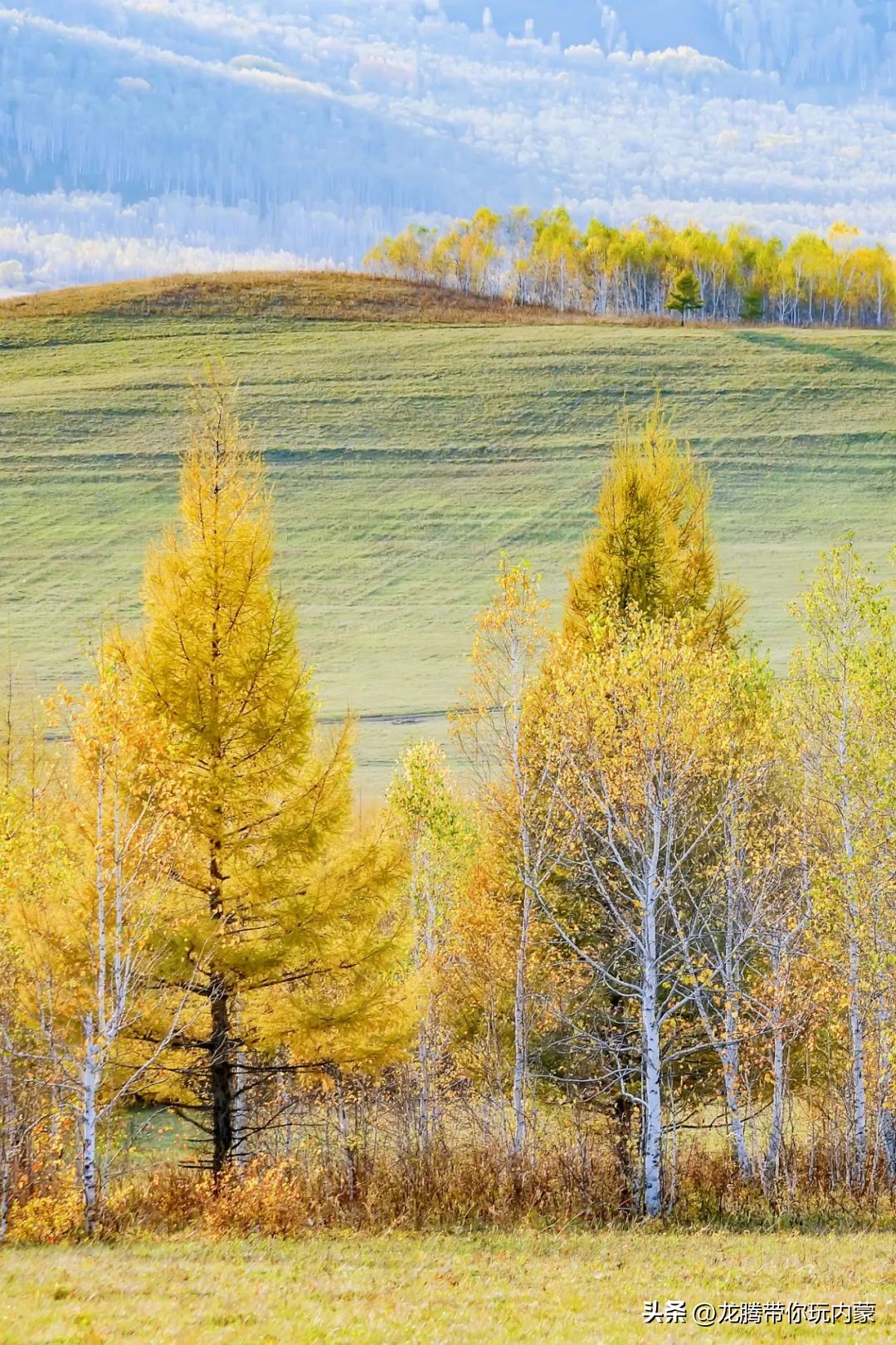 There is a kind of autumn called Bashang Grassland - iMedia