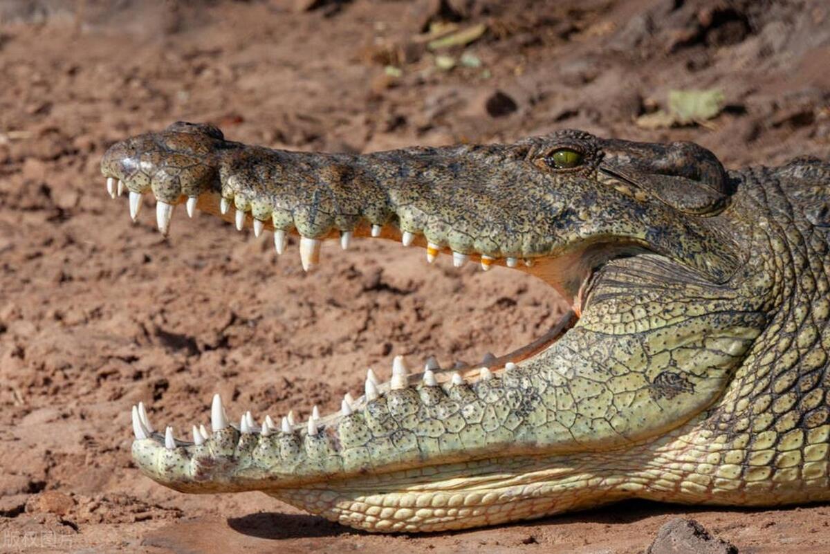 Inventory of the 6 largest reptiles in the world - iMedia