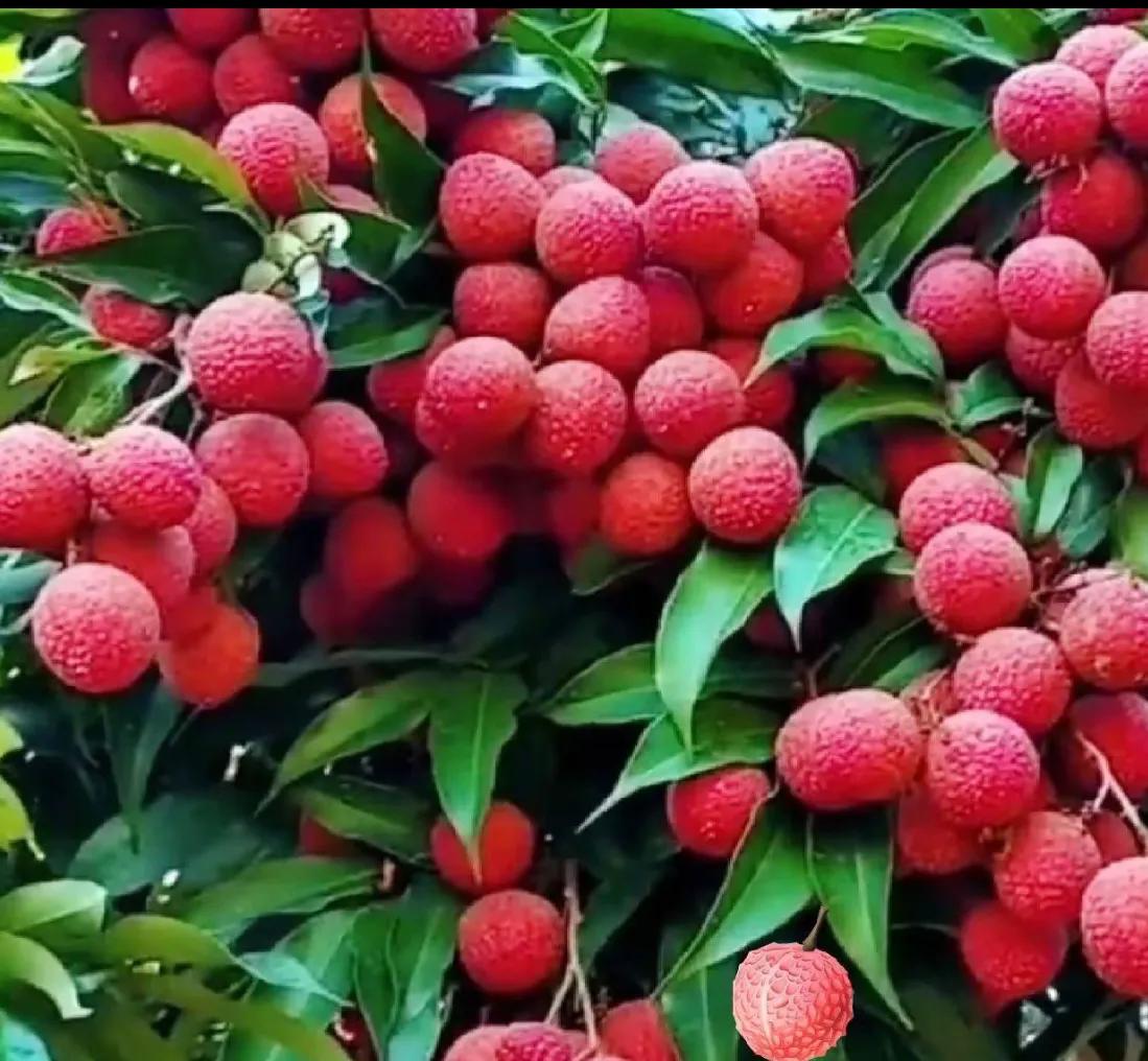 The lychees in my hometown are ripe, sweet and beautiful - iNEWS