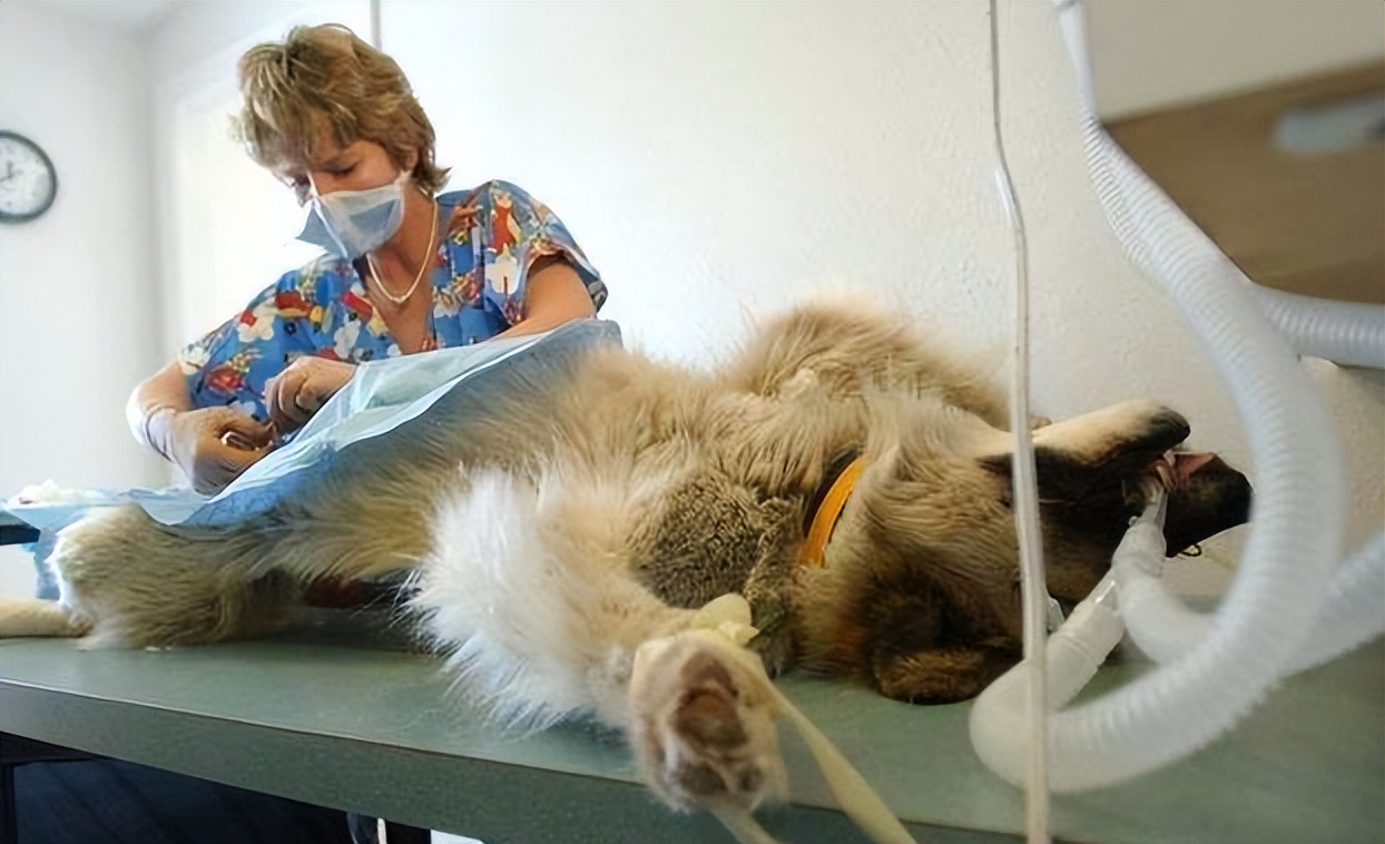 There's a big difference between neutering and not neutering dogs - iNEWS