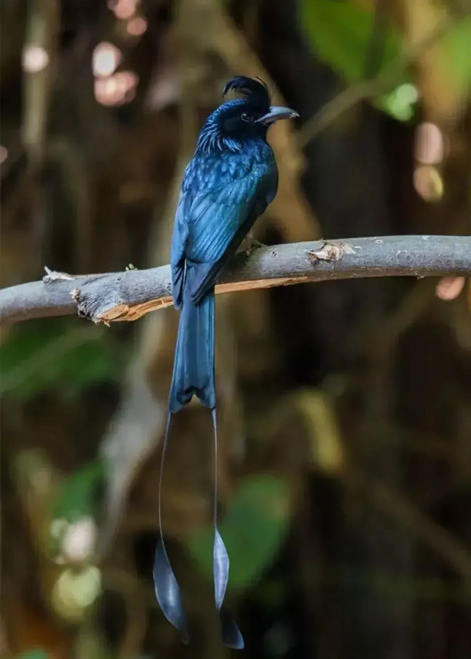 Share pictures: beautiful bird elf (2) - iNEWS