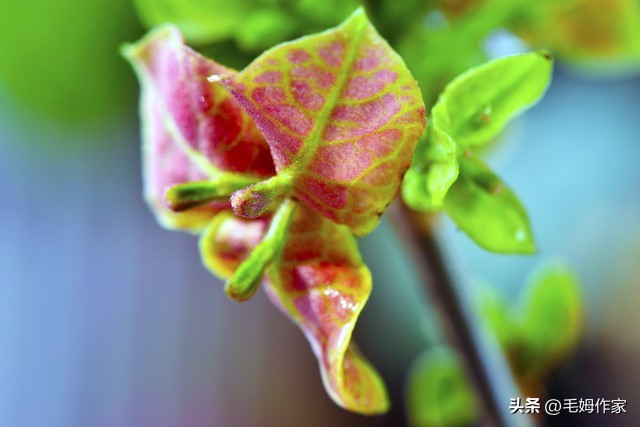 Does "Dao Lang"'s "Flower Demon" have any "meaning"? "Seek truth" from ...