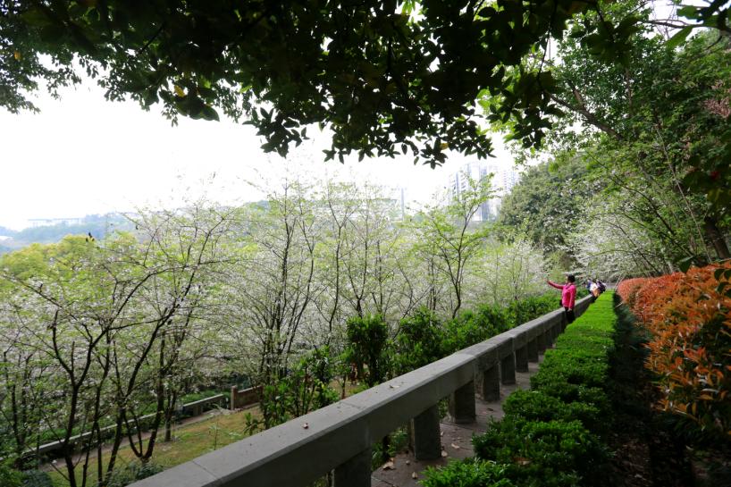 Zhou Enlai, Deng Yingchao and the cherry blossoms in Hongyan Village ...