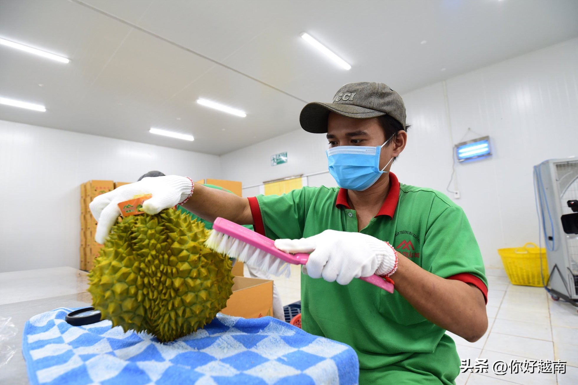 Vietnam exports first batch of fresh durians to China - iNEWS