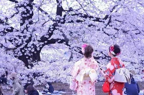 Cherry Blossoms in Chengdu - iNEWS