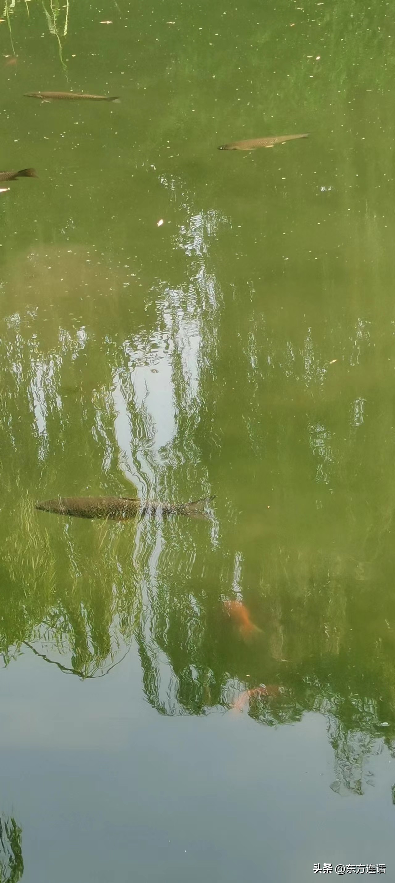 Beijing Notes: Fish Swim in Water - iNEWS