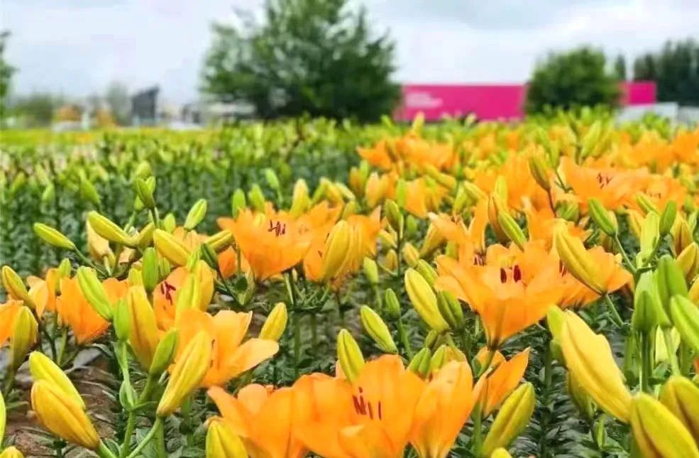 A successful example of the "Lily+" model: China Lily Expo Park (5 ...