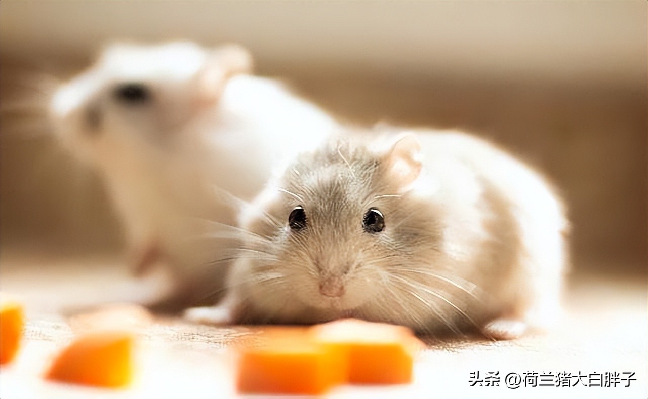 How to care for a hamster after pregnancy? - iNEWS