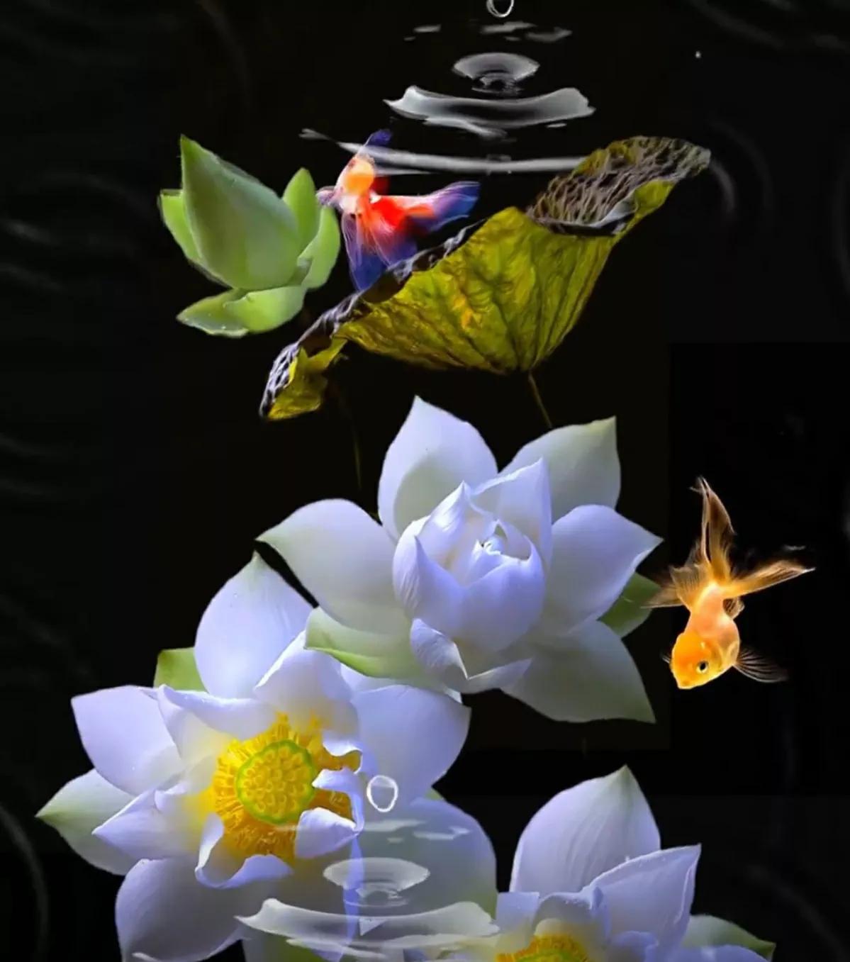 Destiny is called nature, and forthrightness is called Tao - iNEWS