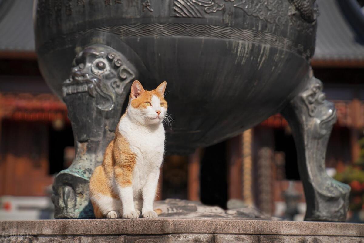 The Origin and Evolution of the Domestic Cat - iNEWS