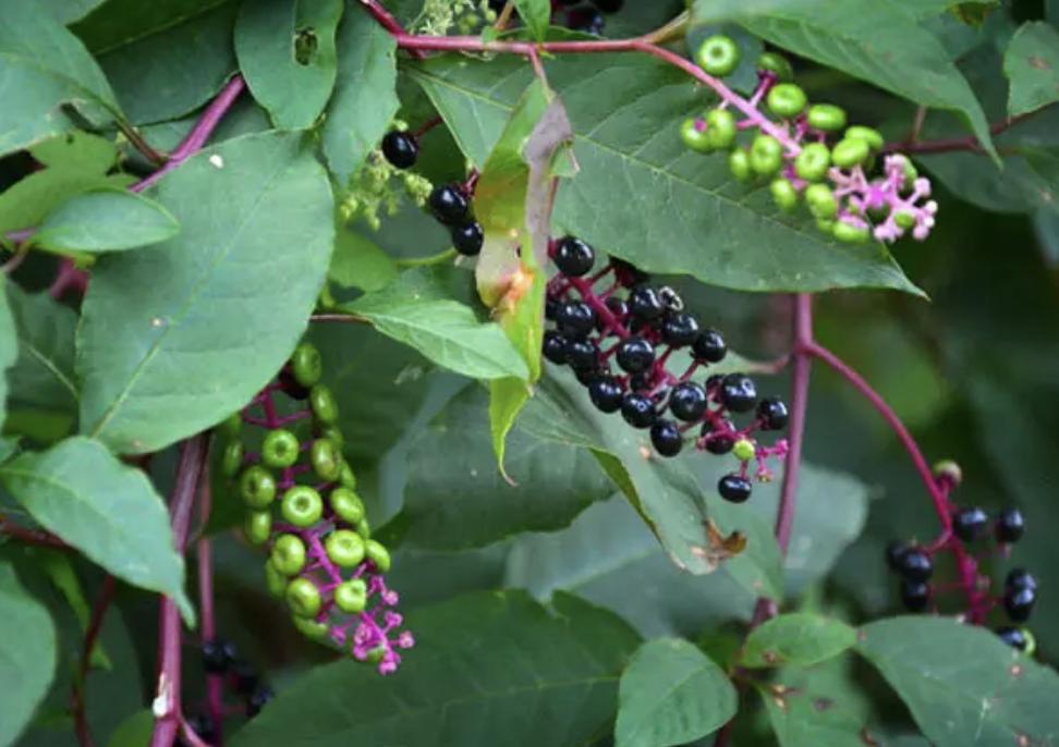 It is called "poisonous grape", but the root system is like "ginseng ...