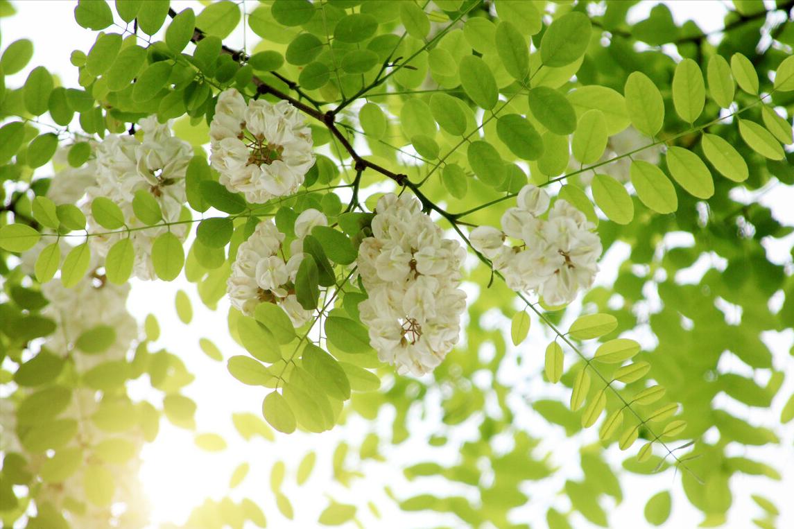 Known as "penicillin on the tree", it reduces fire and kills bacteria ...