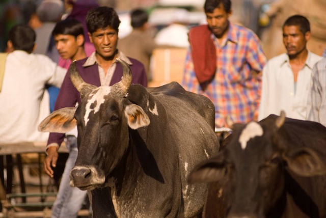 Do you know why Indians don't eat beef? - iNEWS