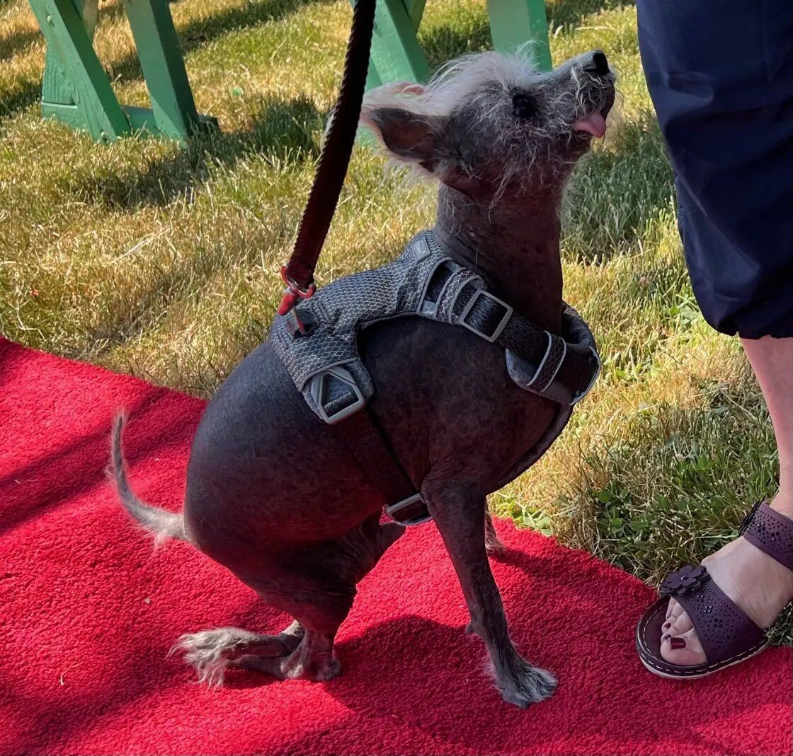 World's Ugliest Dog 2023 Voted: What It Looks Like - iNEWS
