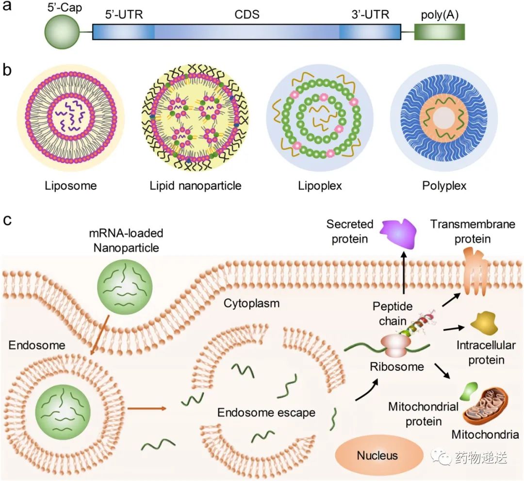 Explain the origin and patent disputes of LNP as a drug delivery ...