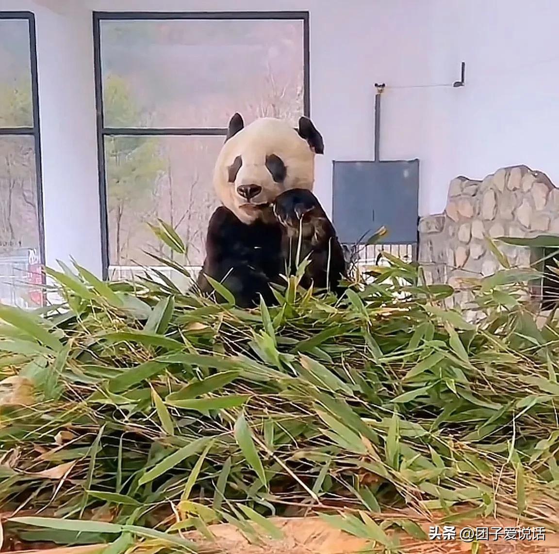 The story about "Mei Xiang", a giant panda living in the United States ...