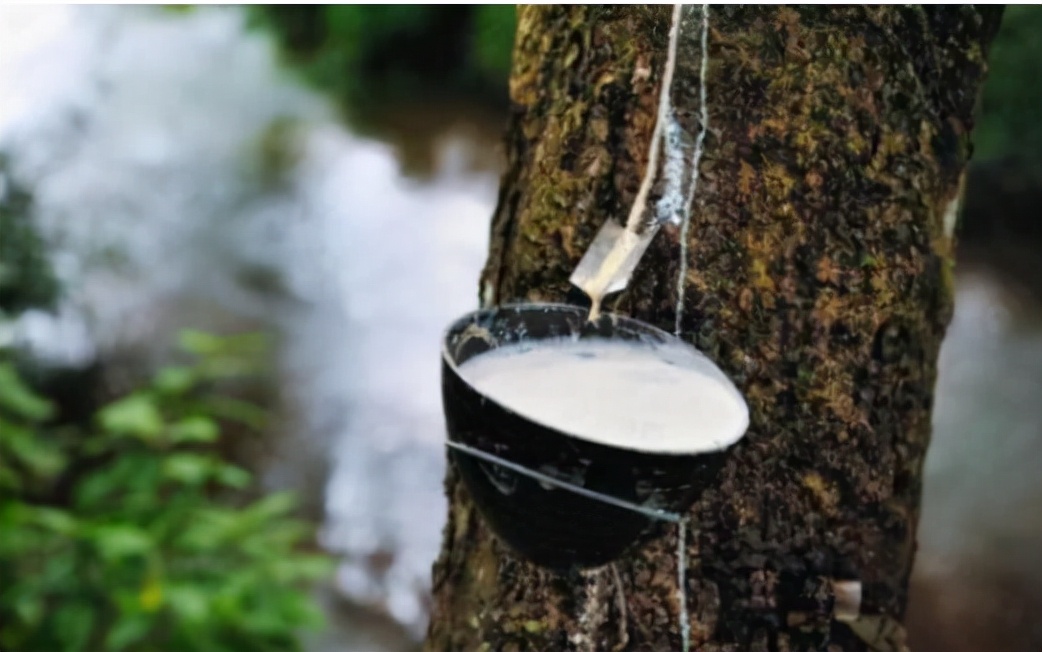 The most weird tree in the world will shed "milk" - iNEWS