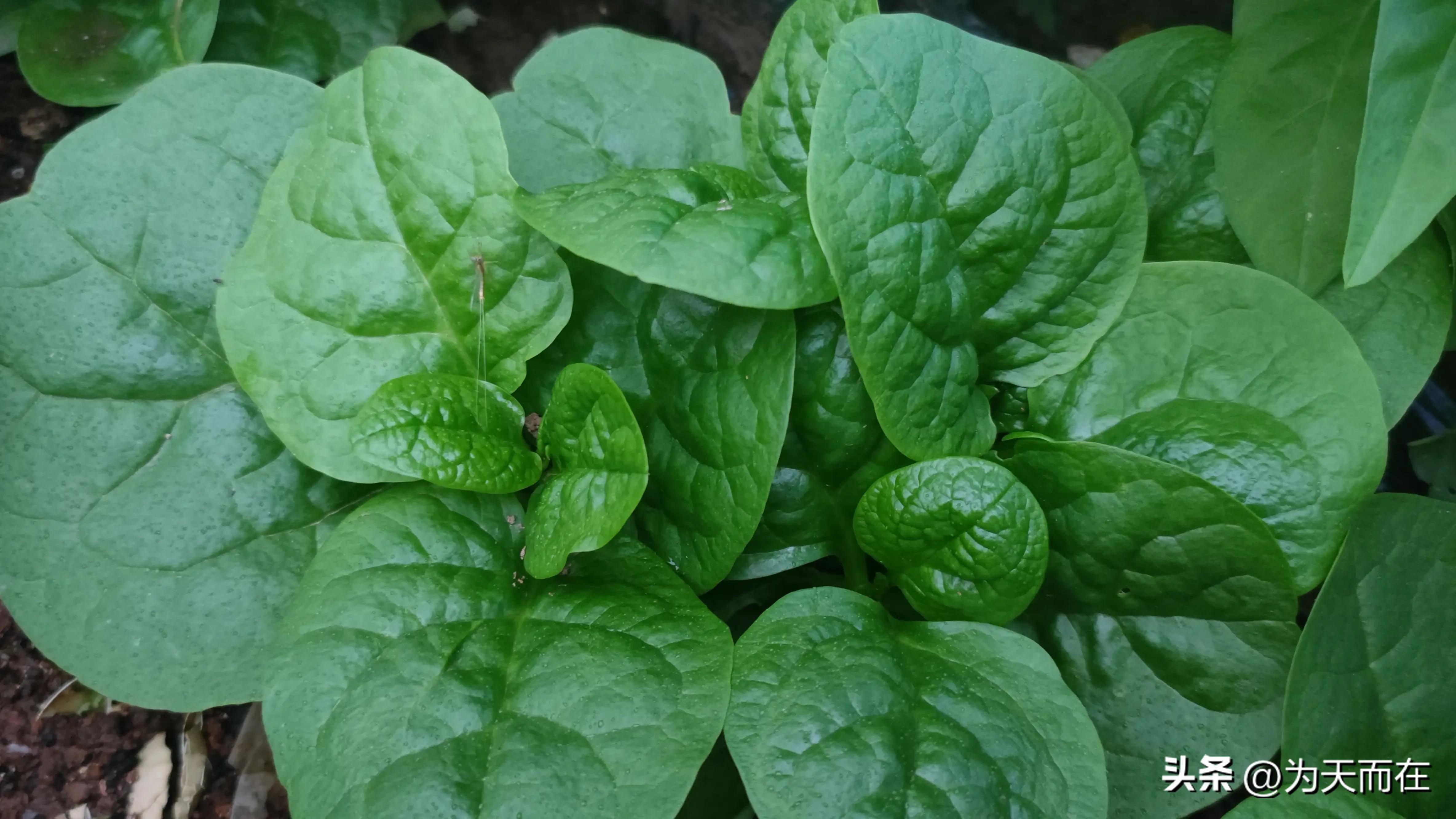 what do you call some vegetables - iNEWS