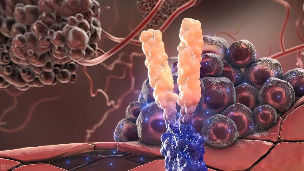 Antibody Diversity Formation Mechanism and Recombinant Antibody ...