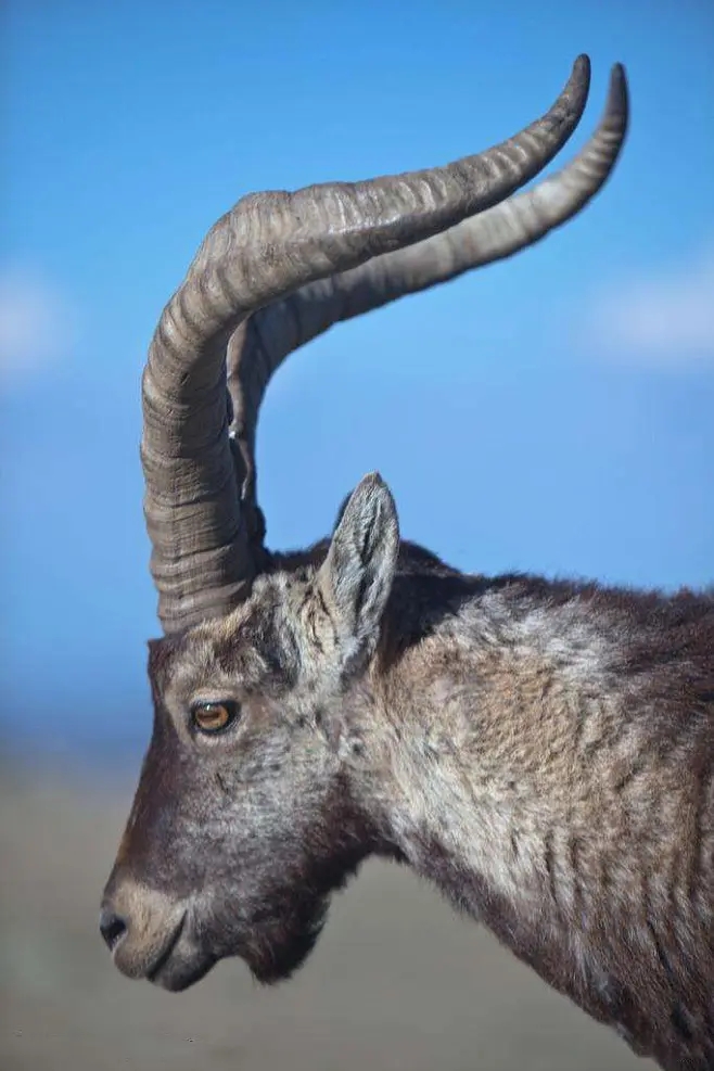 Top of the Tianshan Mountains, Snow Leopard and Ibex, Battle of ...