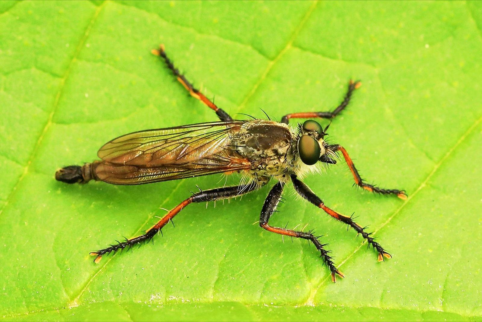 It looks like a fly, but its methods are a hundred times more ferocious ...