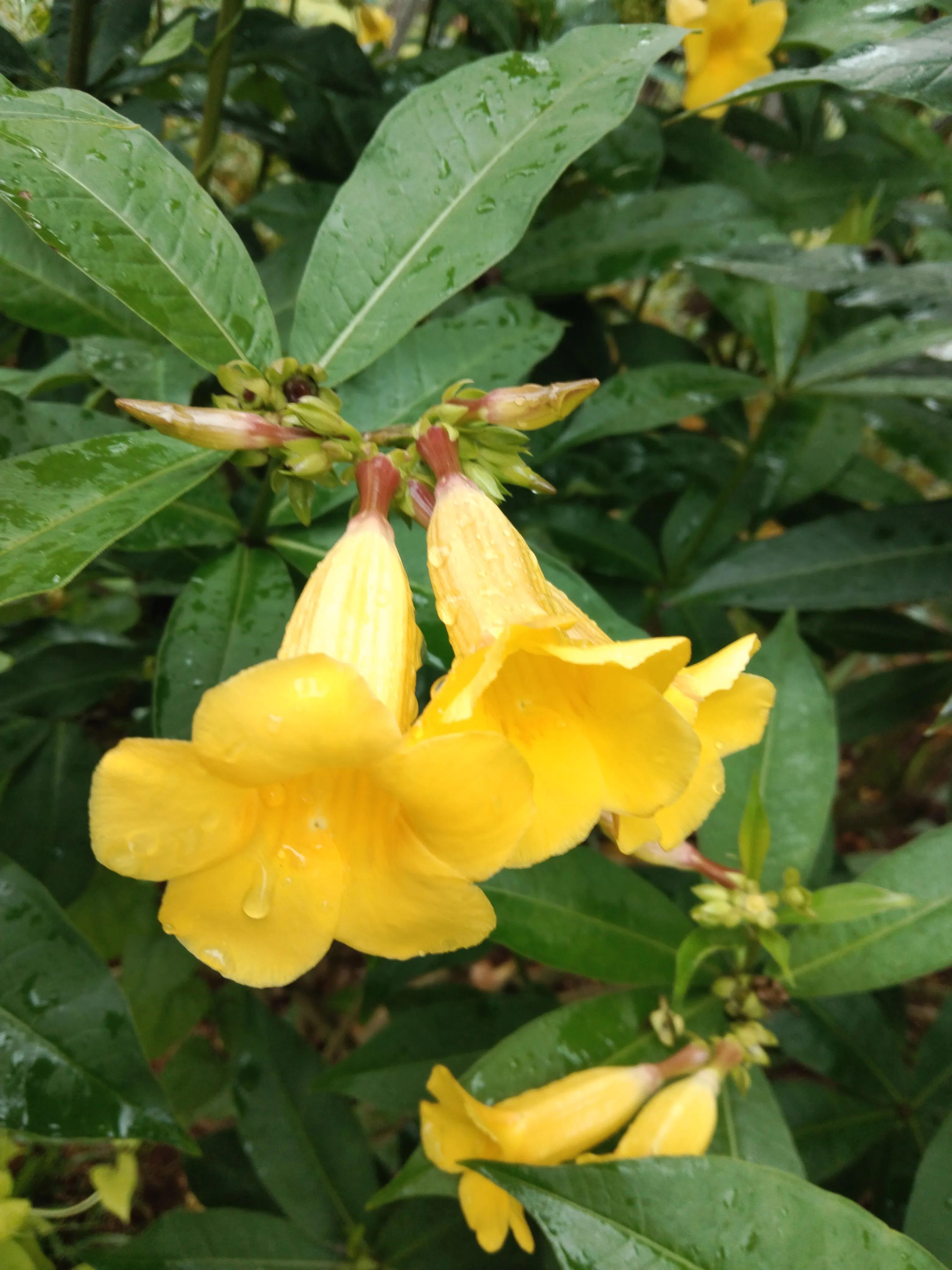 Soft branch yellow cicada, blooming with happy colors - iMedia