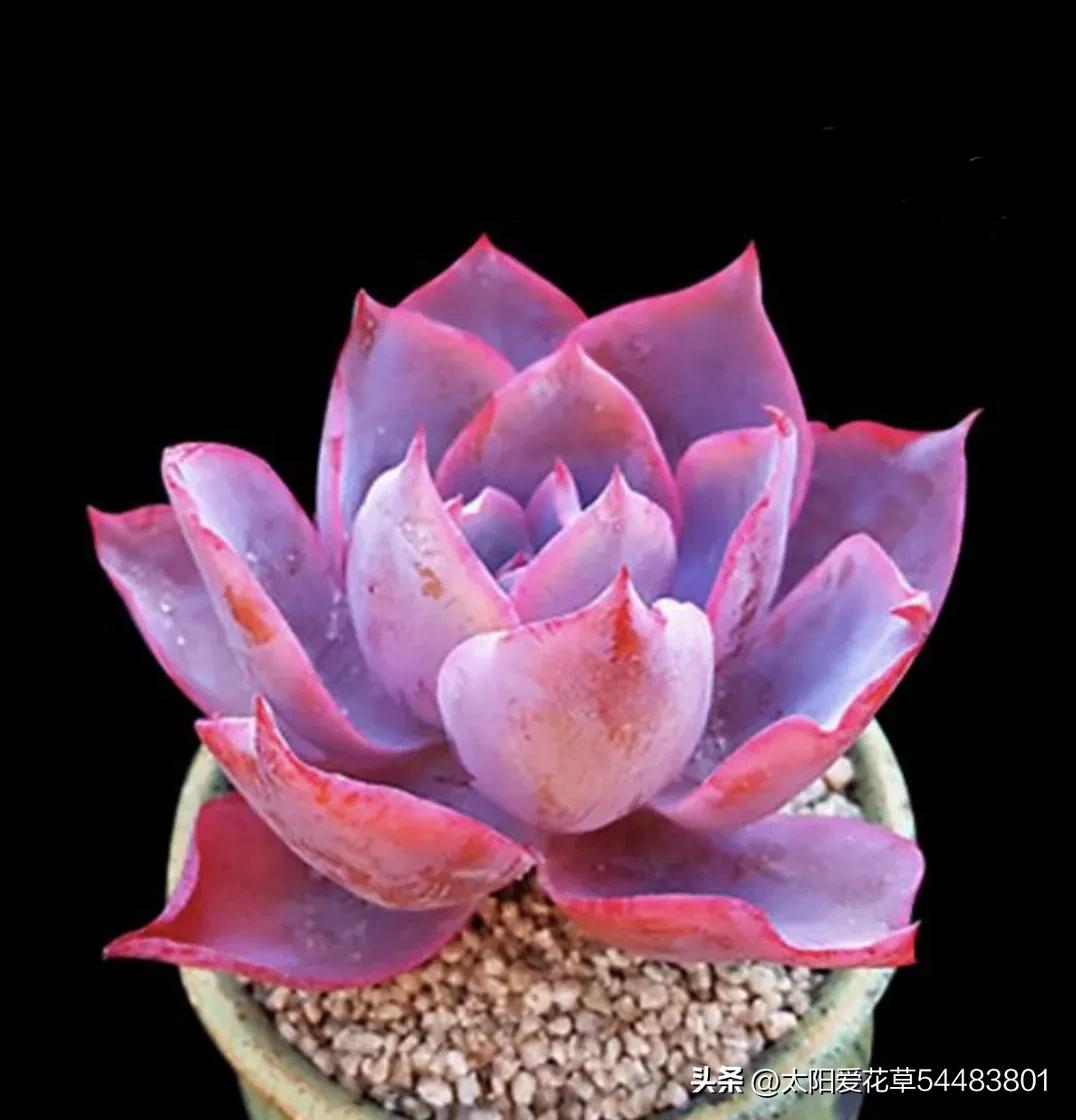I like the succulent Baifeng and Guanghan Palace very much. The skin is ...