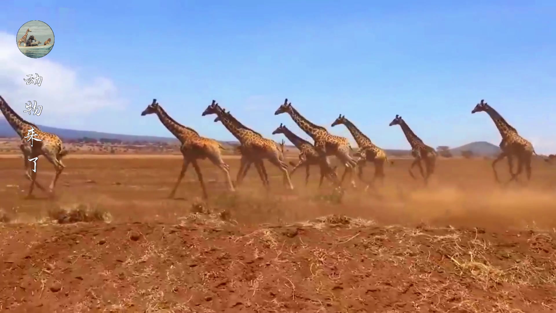 The giraffe's neck was broken and turned into a Z shape, and the neck ...