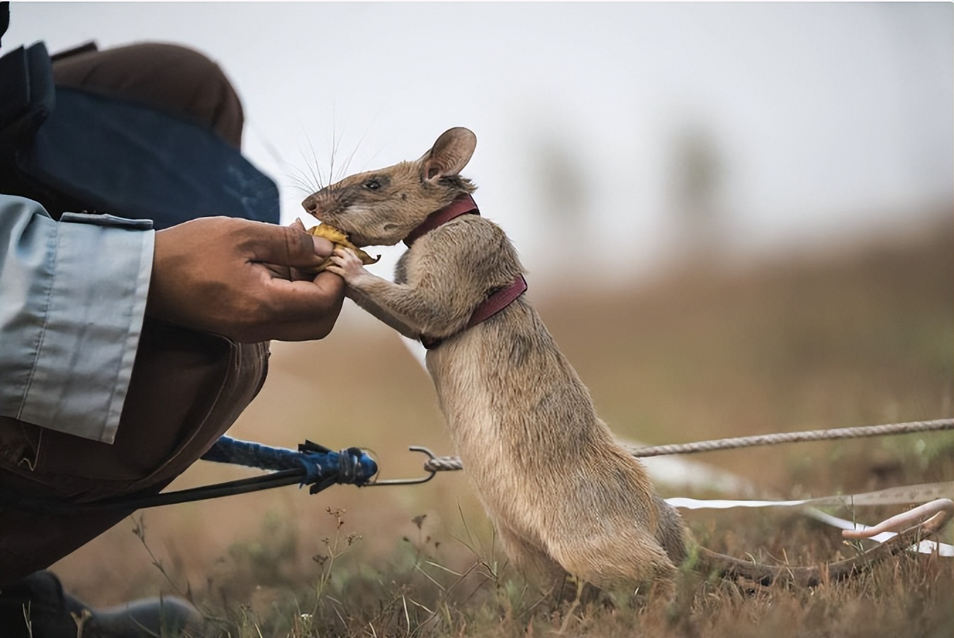The British giant mouse "rules the king" and can grow up to half a ...