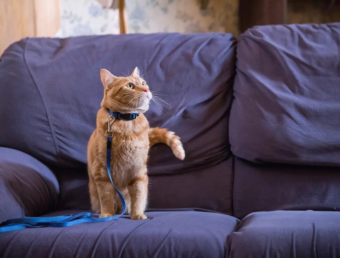 The semiotics of the mirror language traits in the British film "The ...