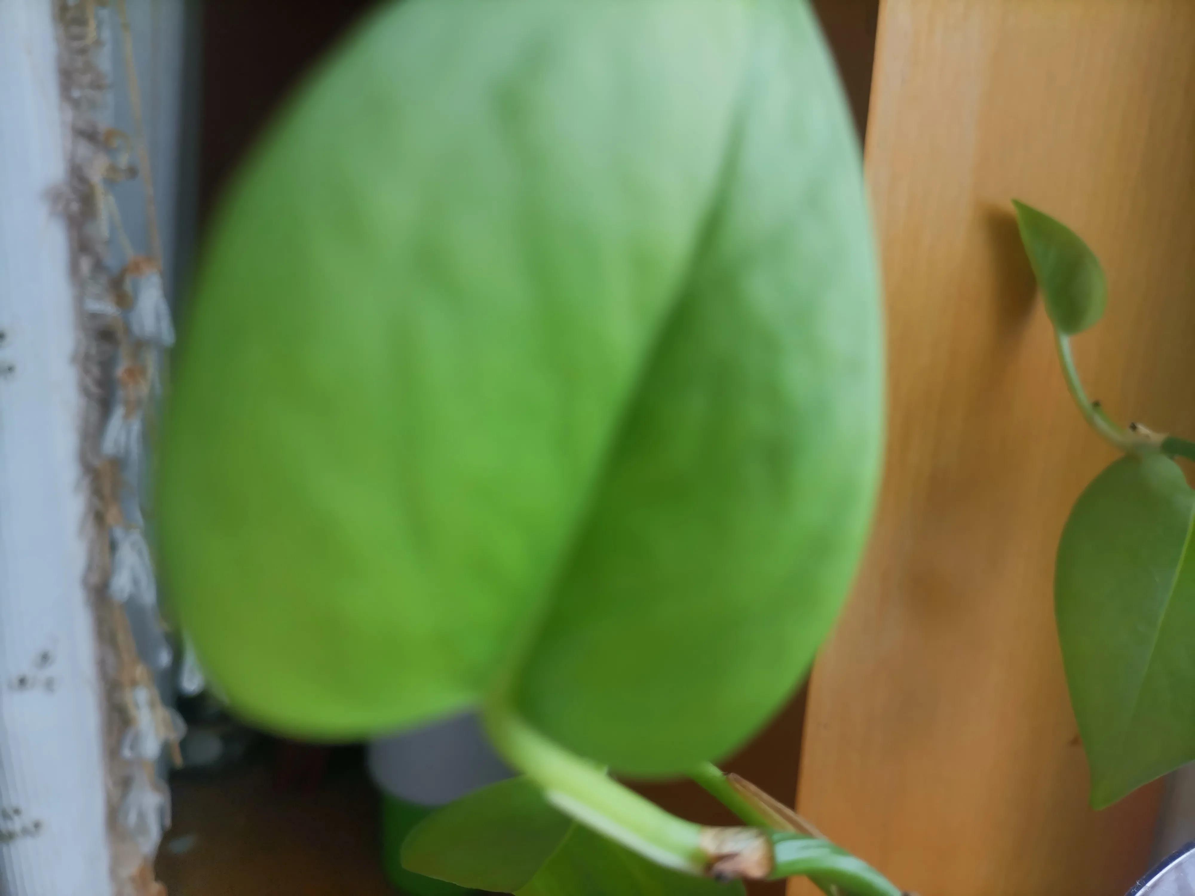 Green Radish (another song) - iNEWS