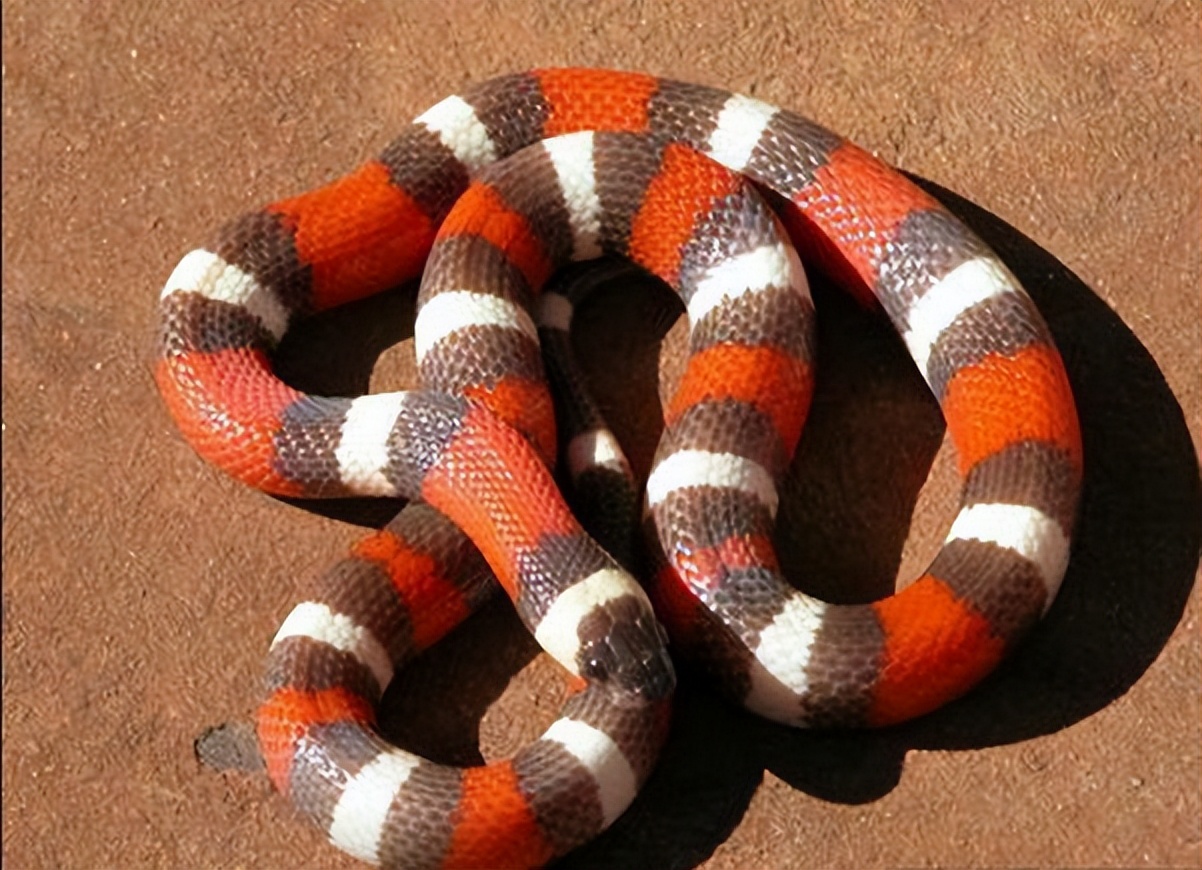 Animal Fun Facts: Which Snakes Are Best to Keep, Eight Kinds of Pet ...
