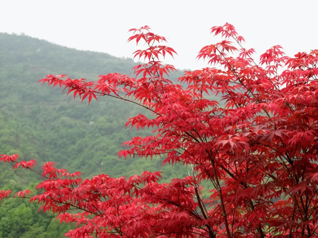 Pieces of maple leaf love!The most beautiful red maple season on Siming ...