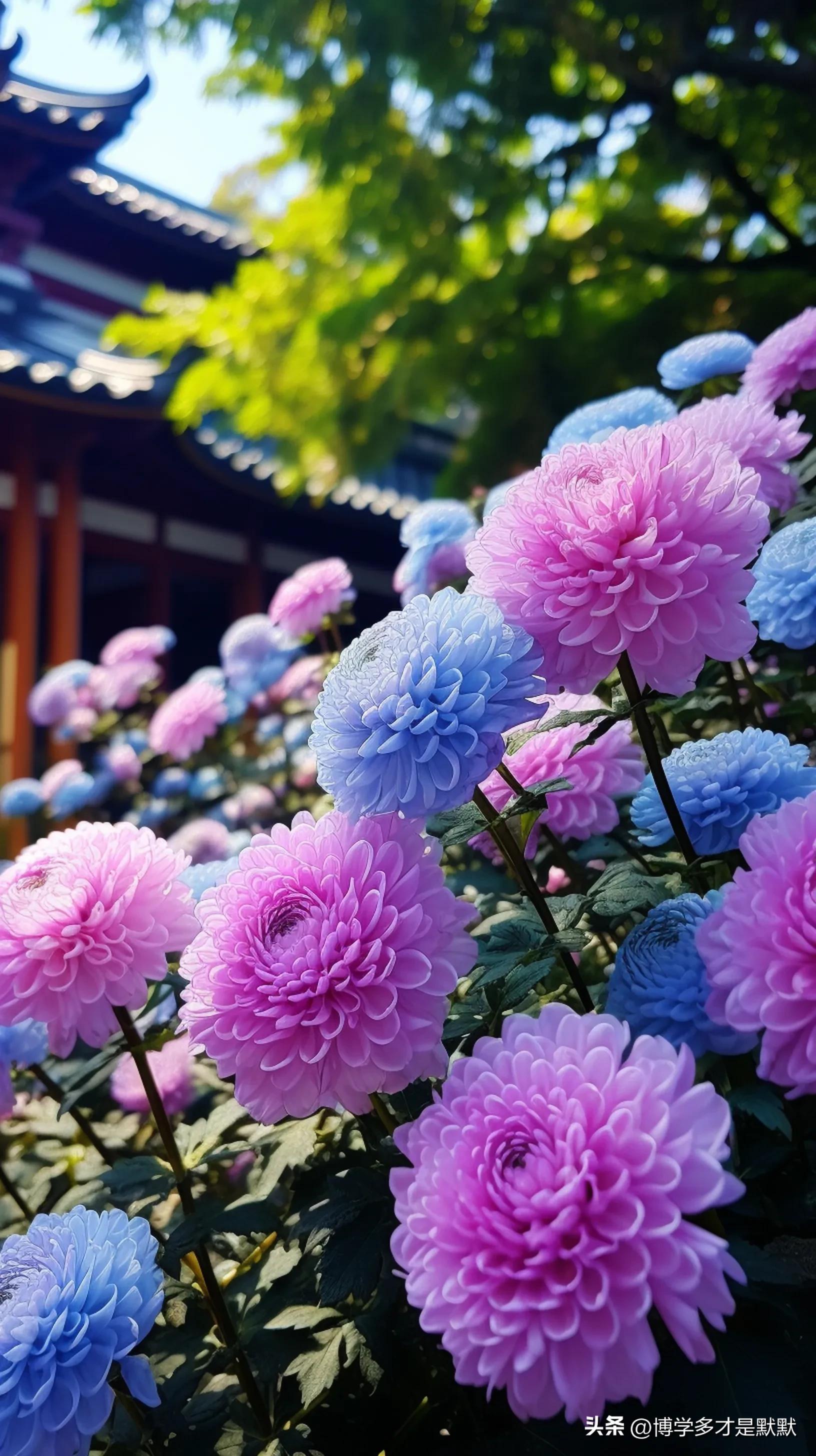 Blue Mazu Chrysanthemum - iMedia