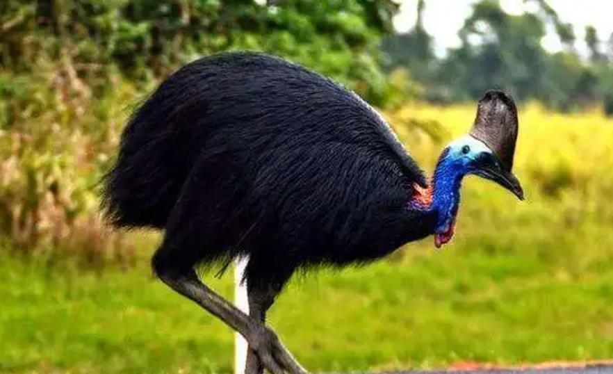 The bird rated as "the most dangerous" by Guinness can kick through a ...