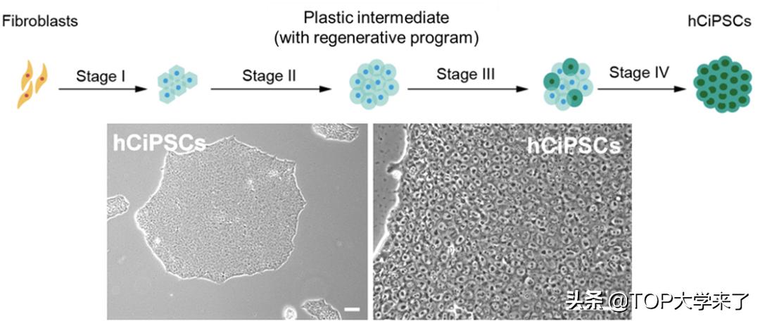 Chapter 8!The latest achievements of Professor Deng Hongkui of Peking ...
